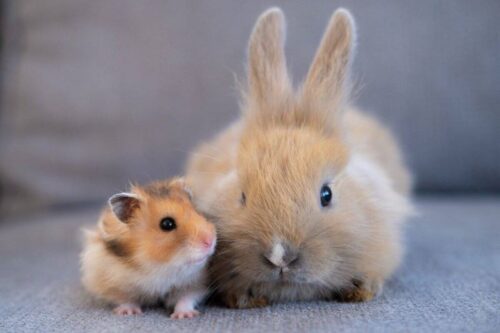 5 điều chủ nuôi nên biết khi chuột Hamster sinh con