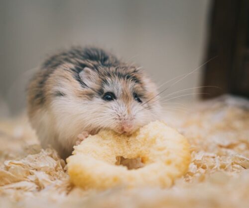 5 điều chủ nuôi nên biết khi chuột Hamster sinh con