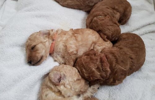 Cách Chăm Chó Poodle Mới đẻ đúng Cách Từ A Z
