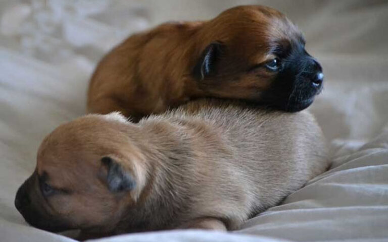 Hướng dẫn cách pha sữa cho chó con mới đẻ