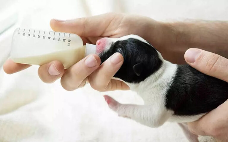 Hướng dẫn cách pha sữa cho chó con mới đẻ