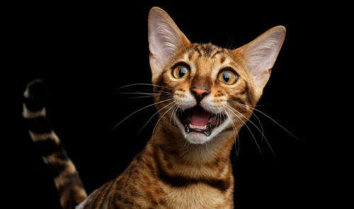 Tại sao mèo kêu nhiều và cách huấn luyện mèo kêu đúng lúc