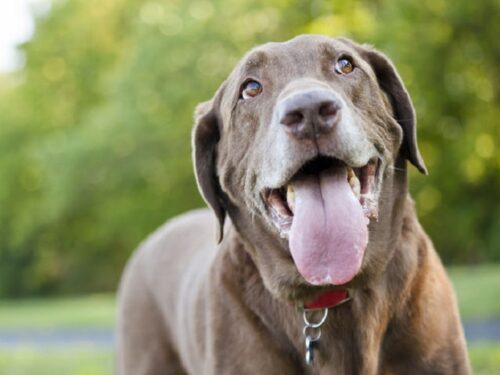 Chó bị hôi miệng phải làm sao? Tìm hiểu nguyên nhân và phòng tránh