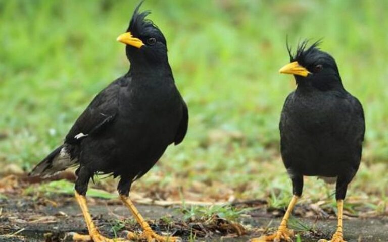 Chim gì hót hay nhất? Bật mí những loài chim cảnh hót hay, nên nuôi