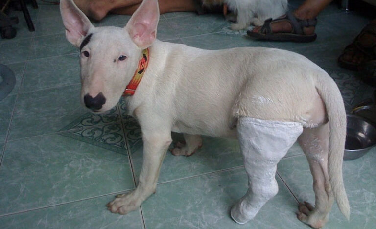 Chó bị gãy chân có tự lành được không? Kinh nghiệm chăm sóc