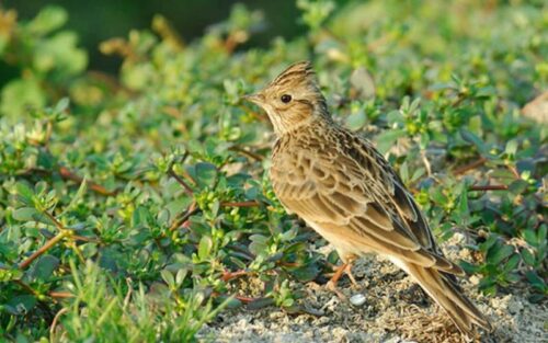 Chim gì hót hay nhất? Bật mí những loài chim cảnh hót hay, nên nuôi