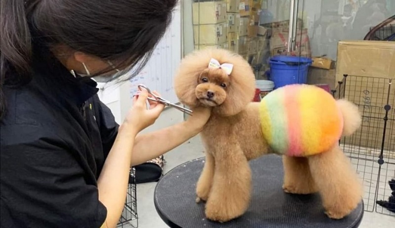 Nhuộm lông chó có hại không? Làm sao để nhuộm lông chó an toàn?