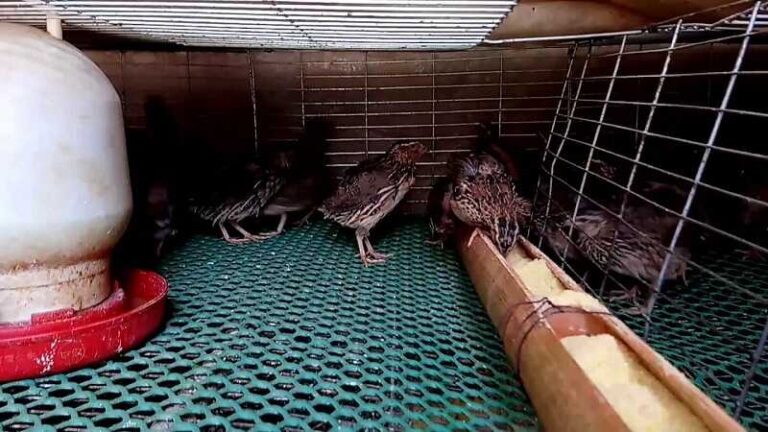 Hướng dẫn cách nuôi chim cút đơn giản, đem lại hiệu quả kinh tế cao