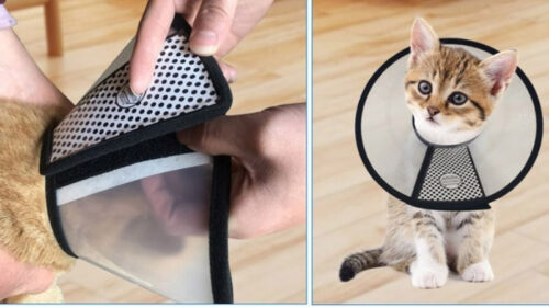 Đeo loa cho mèo và những công dụng tốt không thể ngờ tới