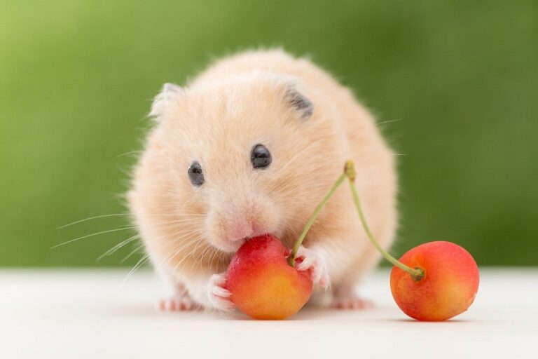 Hướng dẫn cách làm thức ăn cho chuột hamster nhanh lớn, khỏe mạnh