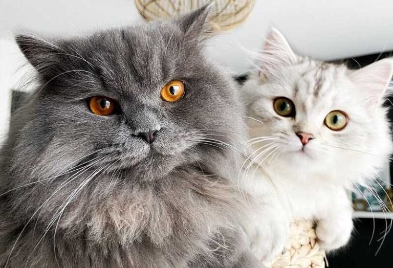 Cách tỉa lông mèo và những sự thật về tỉa lông mà chủ nuôi nên biết