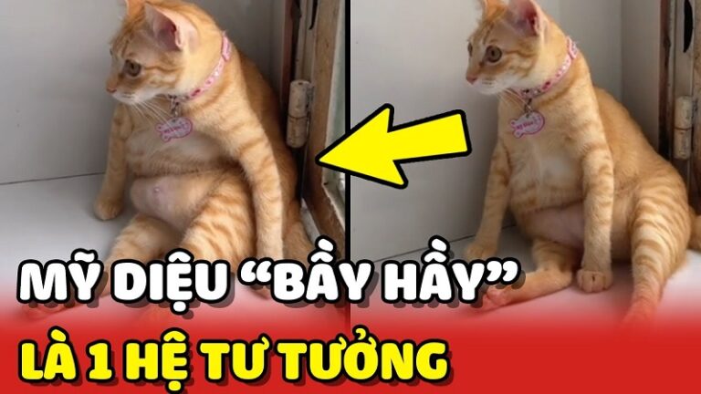 Mèo Mỹ Diệu Hot Tiktok là ai? Vì sao lại gây sốt cộng đồng mạng?