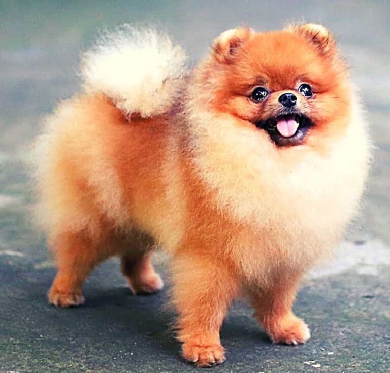 Cách chăm Sóc chó Phốc Sóc 2 tháng tuổi hiệu quả