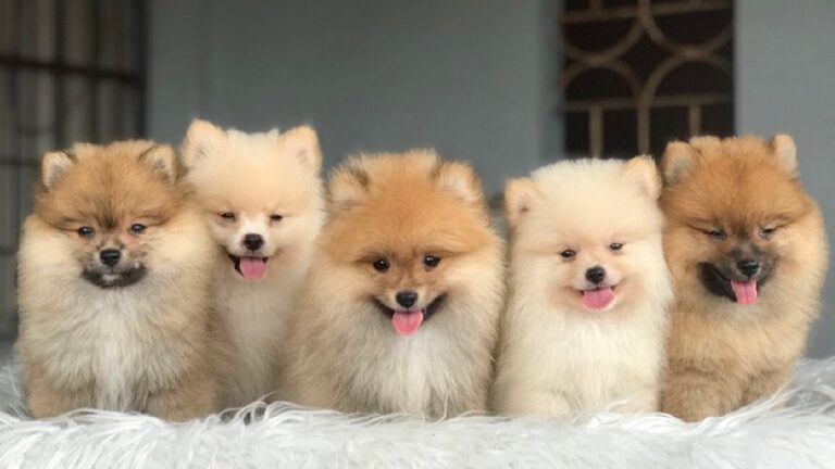 Chó Phốc Sóc Mini giá bao nhiêu? Kinh nghiệm mua Phốc Sóc chất lượng