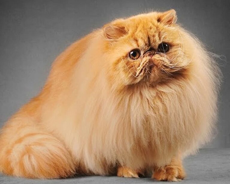 Top các giống mèo đắt nhất thế giới hiện nay