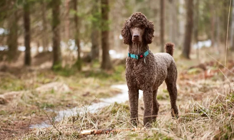 Chó Poodle: Đặc điểm, tính cách, cách nuôi & giá bán 06/2026