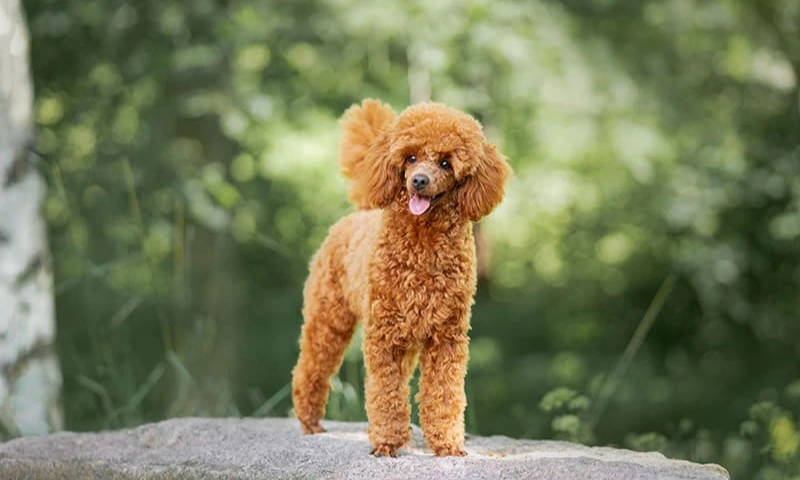 Chó Poodle: Đặc điểm, tính cách, cách nuôi & giá bán 06/2026