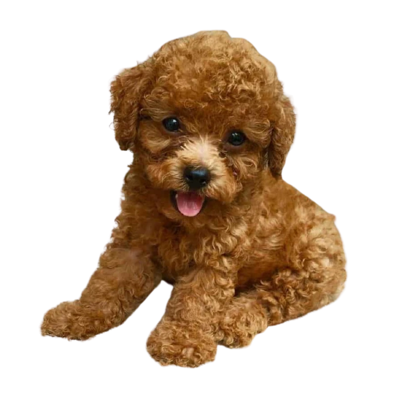 Chó Poodle: Đặc điểm, tính cách, cách nuôi & giá bán 06/2026